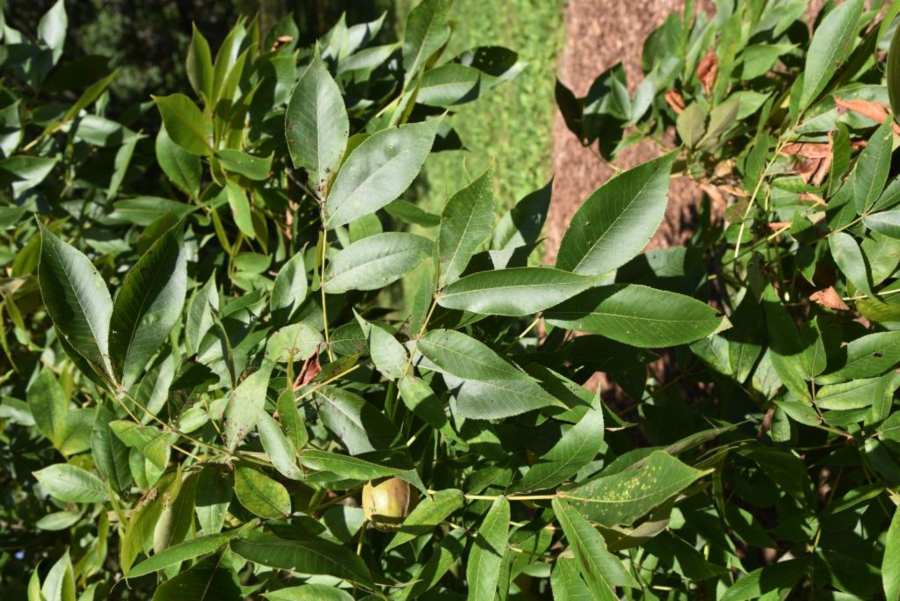 Shellbark Hickory | MSD